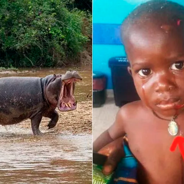 ¡Insólito! Hipopótamo se traga a niño de 2 años en Uganda y luego lo ...