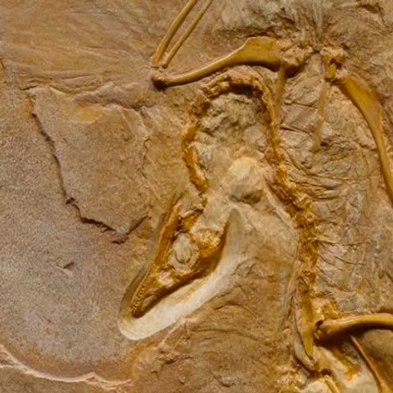 Alemania: Investigadores hallan fósil del pterodáctilo más antiguo del mundo en Baviera | Publimicro