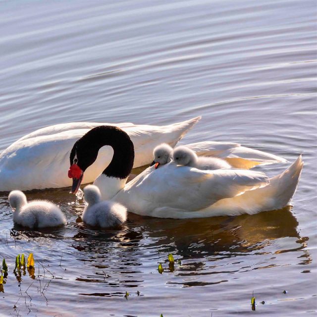 Auspicioso comienzo de año, anuncia la CONAF, para ejemplares de cisne ...