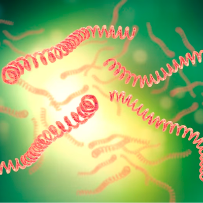 Los riesgos de la enfermedad de Weil | Publimicro