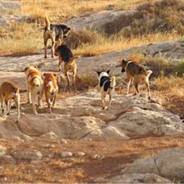 Conaf reitera la “prohibición de ingreso de mascotas en áreas ...