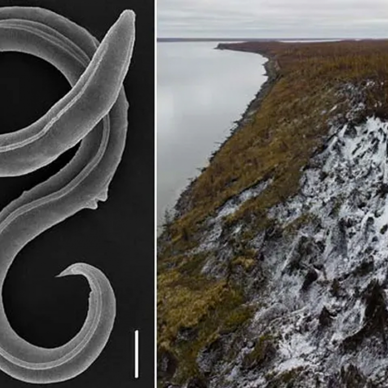 Científicos reviven gusano tras más de 46.000 años congelado en Siberia | Publimicro