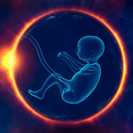 Científicos israelíes habrían “fabricado” un modelo de embrión humano ...