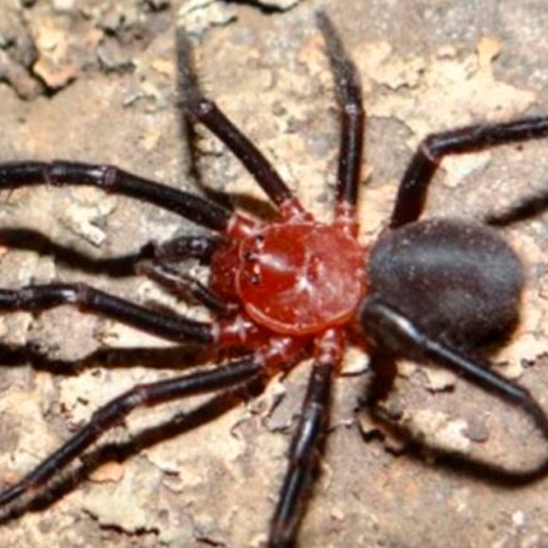 ¡A tener ojo! Descubren nueva especie de araña venenosa en Talca. Mide ...