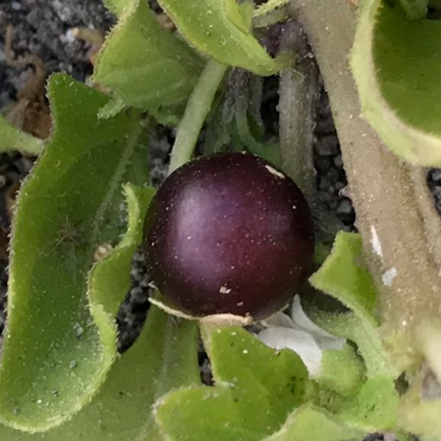 Tras 130 años perdido, se redescubrió en Hualañé al tomate Solanum ...