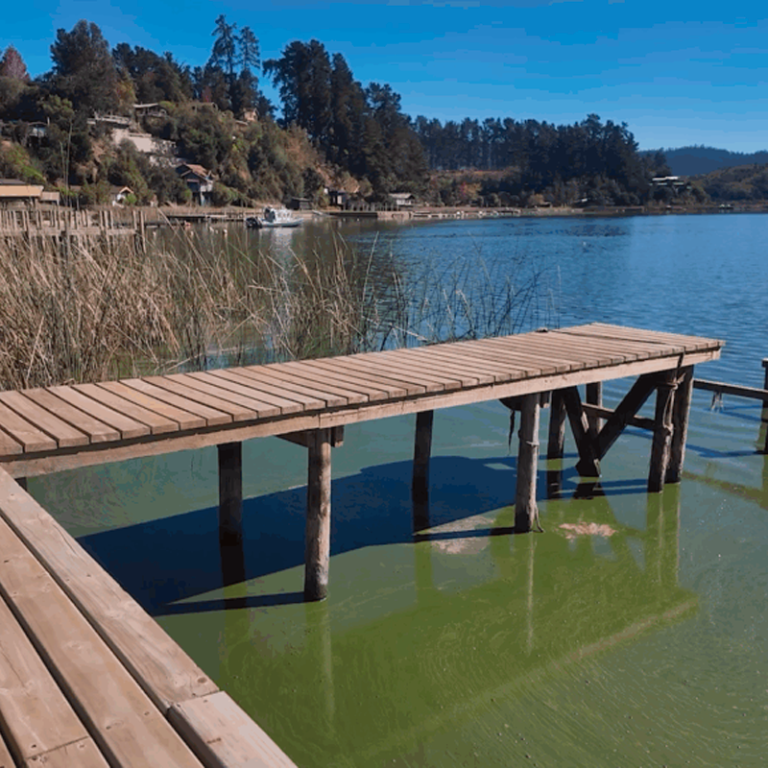 Lago Vichuquén presenta avanzado grado de proliferación de microalgas ...