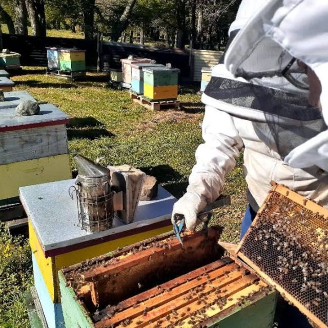 SAG llama a apicultores de todo el país a declarar sus apiarios y colmenas en octubre ...